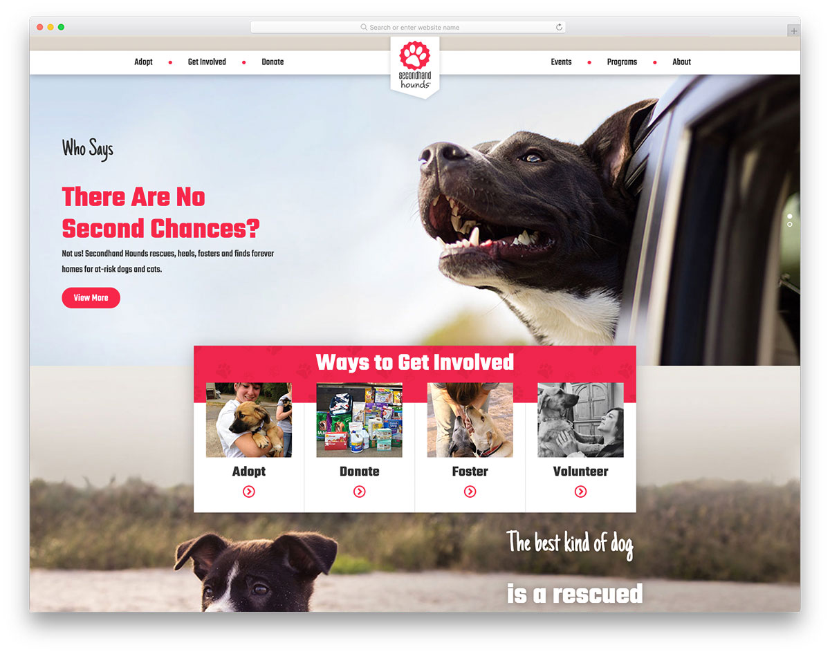 19 Best Veterinary Website Design Examples 2022 - Colorlib