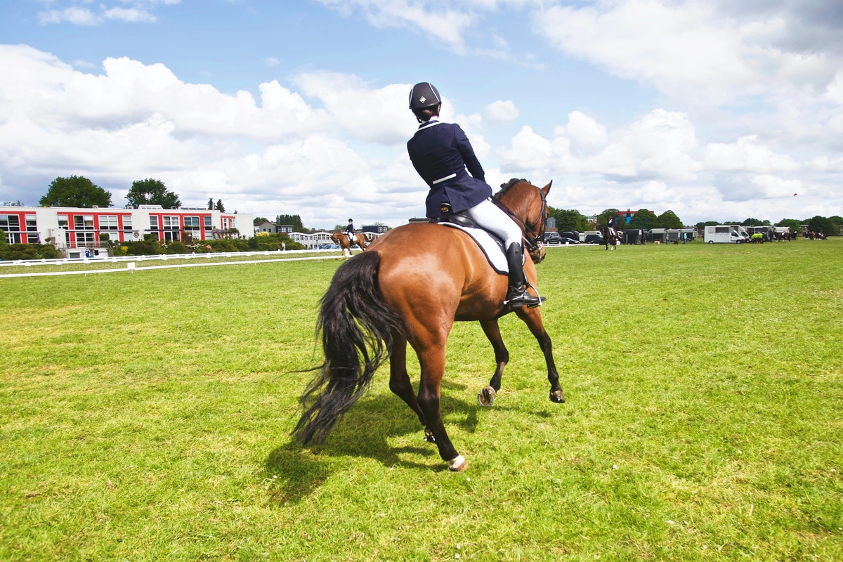 10 Most Elegant Equestrian WordPress Themes for Horse-riding Schools ...